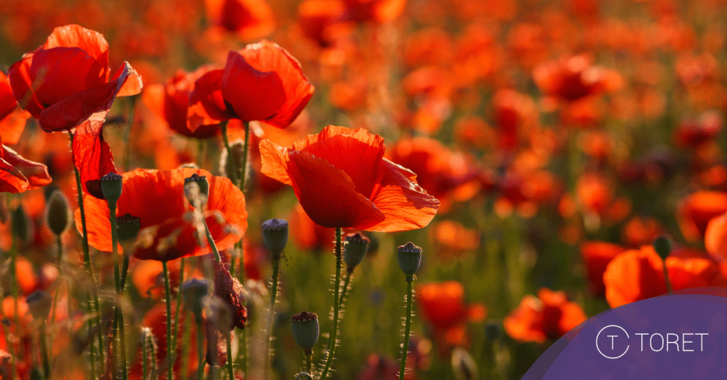 Nové funkce u Toret pluginů přidané v 5/2024 - Toret.cz